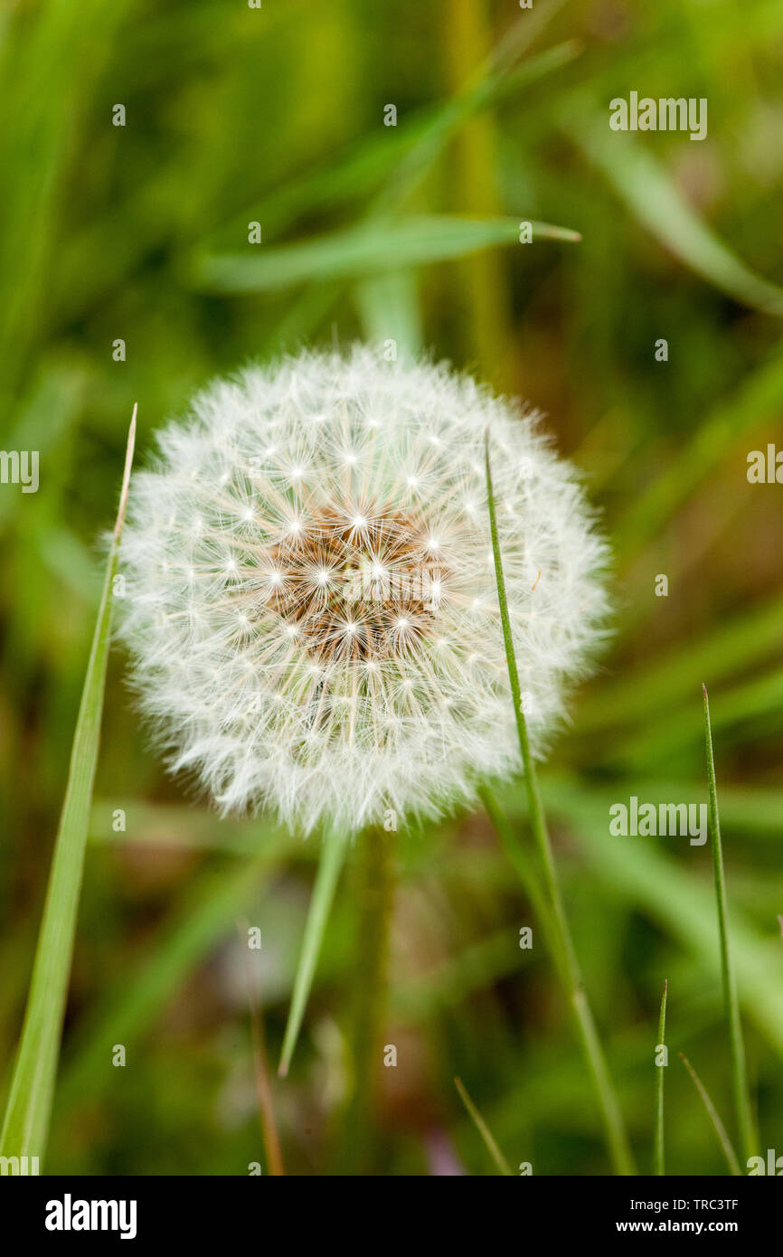 Fuzzy seed head hi-res stock photography and images - Alamy