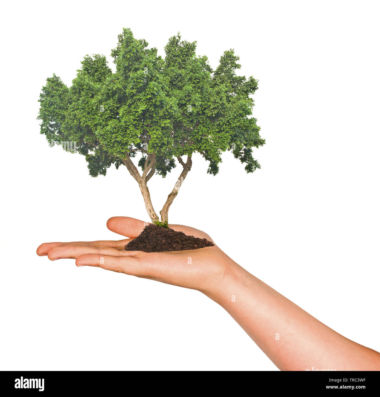 Tree in palms as a symbol of nature protection Stock Photo - Alamy