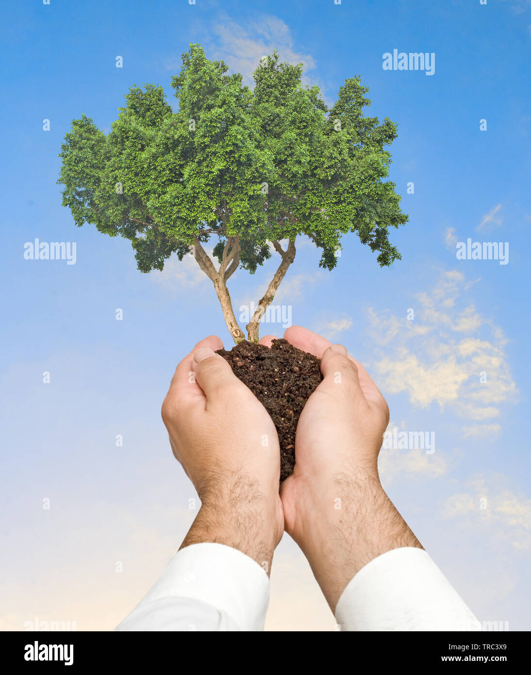 tree in palms as a symbol of nature protection Stock Photo - Alamy