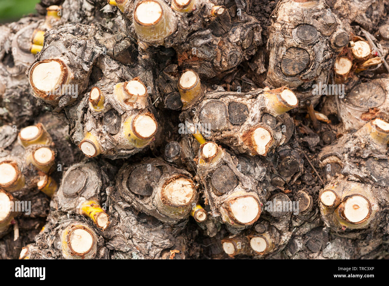 Pruned willow tree hi-res stock photography and images - Alamy