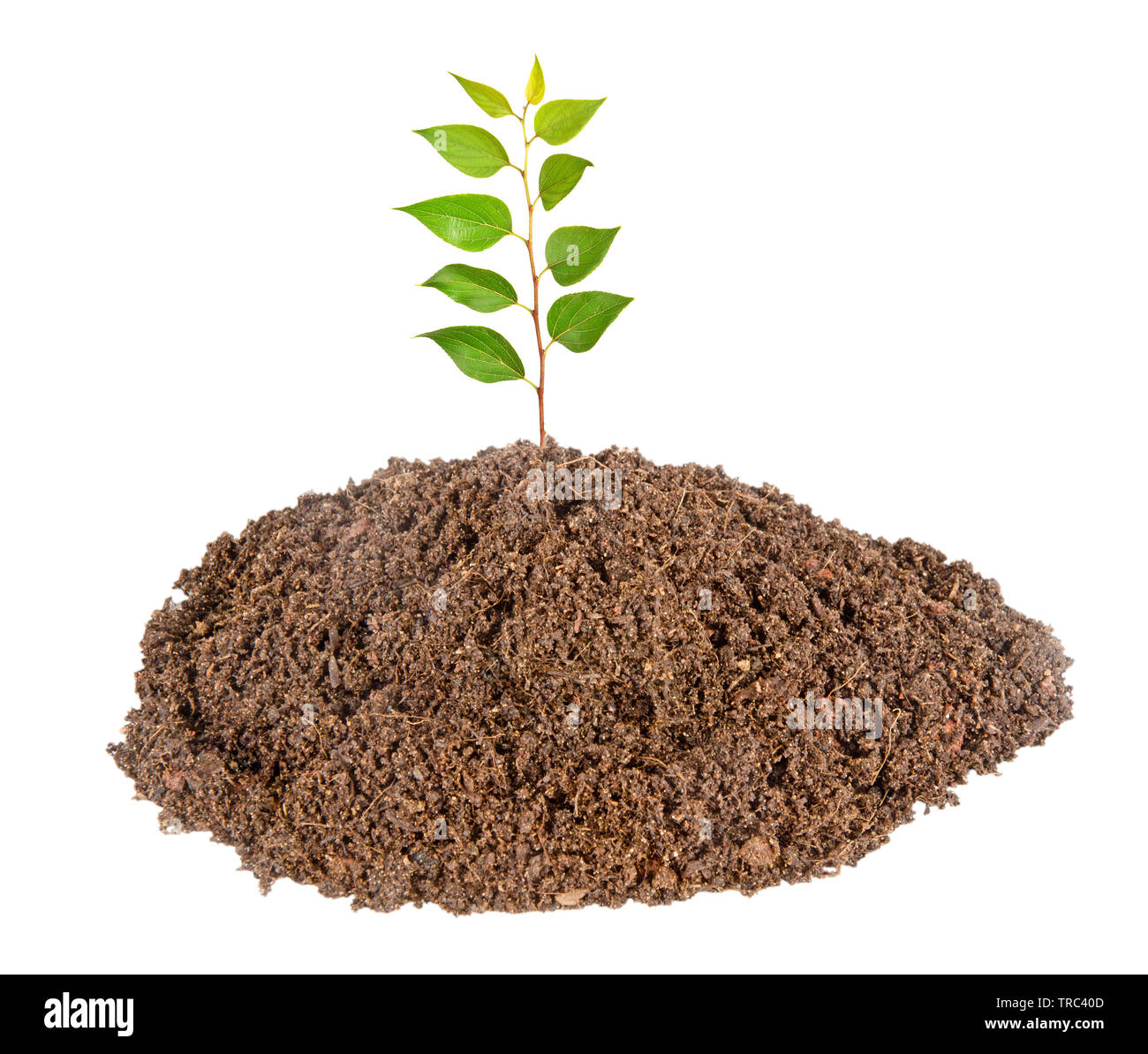 sapling growing from soil Stock Photo - Alamy