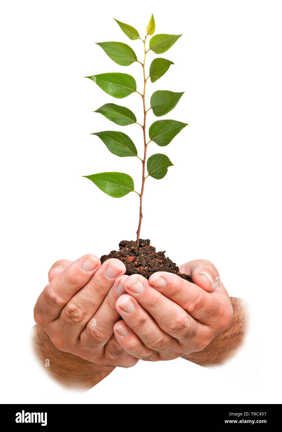 Sapiling Cut Out Stock Images & Pictures - Alamy