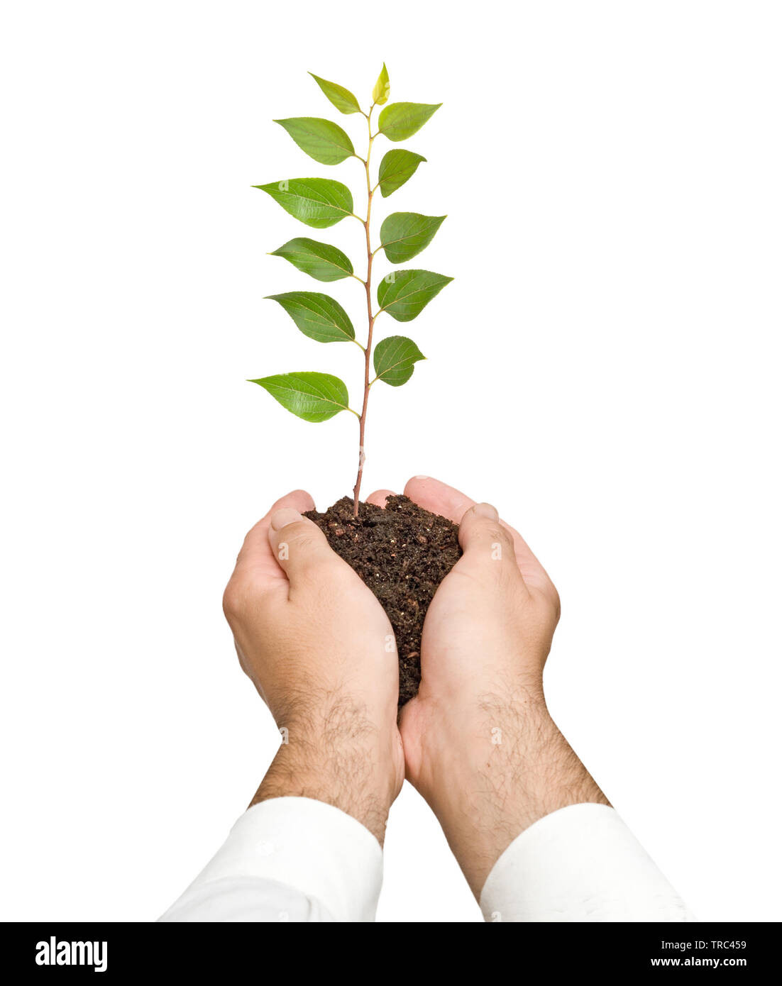 sapling in hands Stock Photo - Alamy