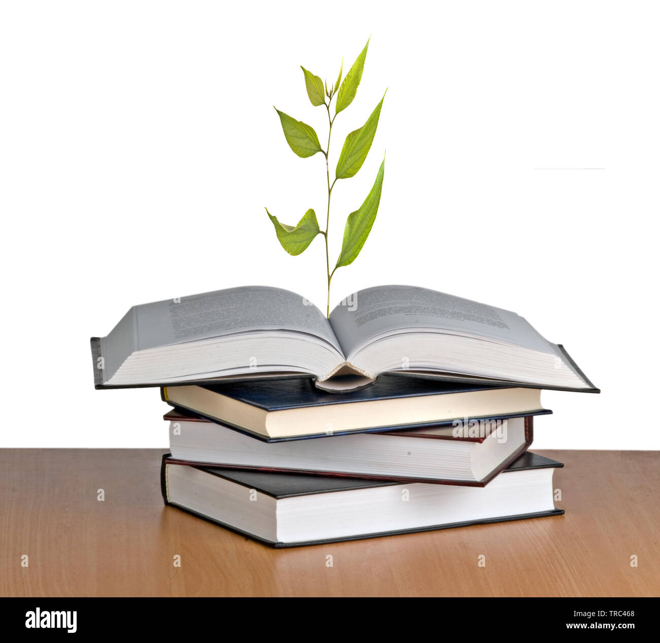 Tree growing from open book Stock Photo - Alamy