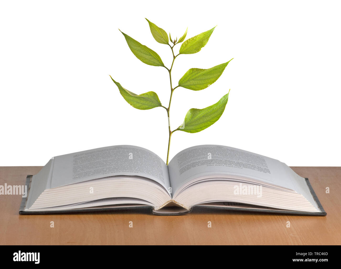 Tree growing from open book Stock Photo - Alamy
