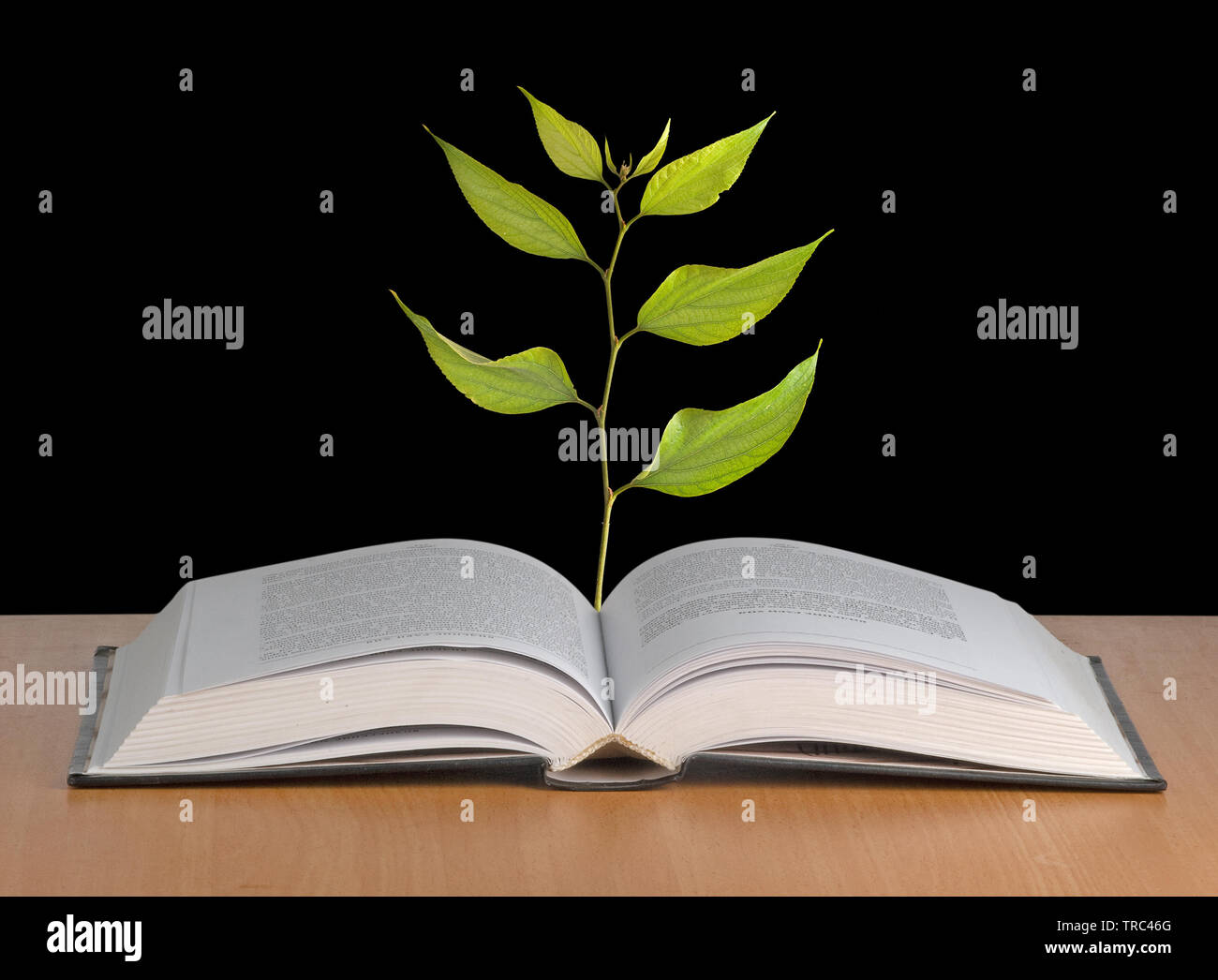 Tree growing from open book Stock Photo - Alamy
