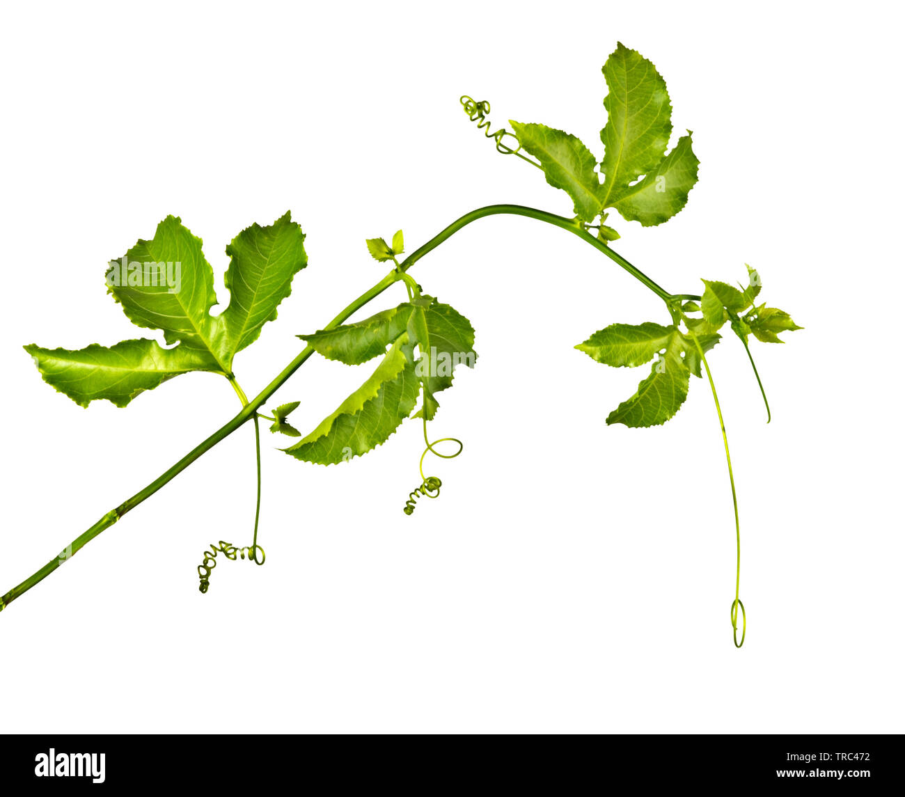 Melon vine isolated on Cut Out Stock Images & Pictures - Alamy