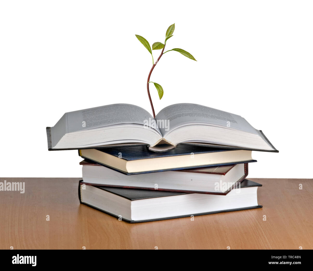 Tree growing from a book Stock Photo - Alamy