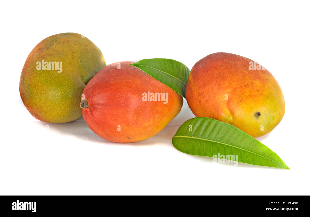 Three mangoes isolated on white background Stock Photo - Alamy