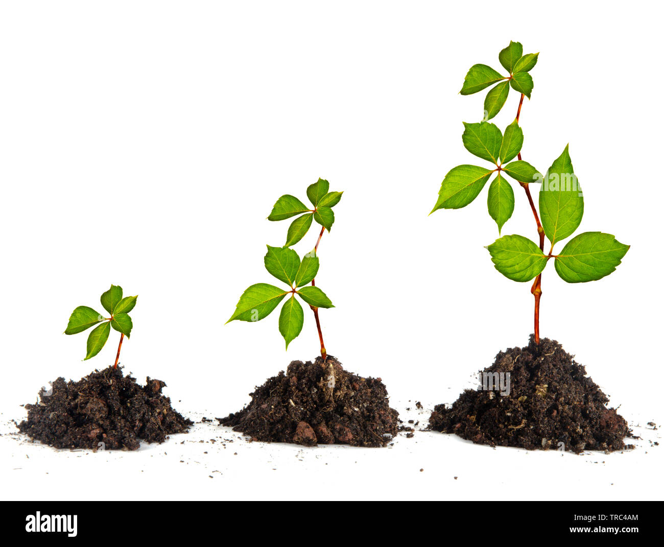Saplings on white background Stock Photo - Alamy
