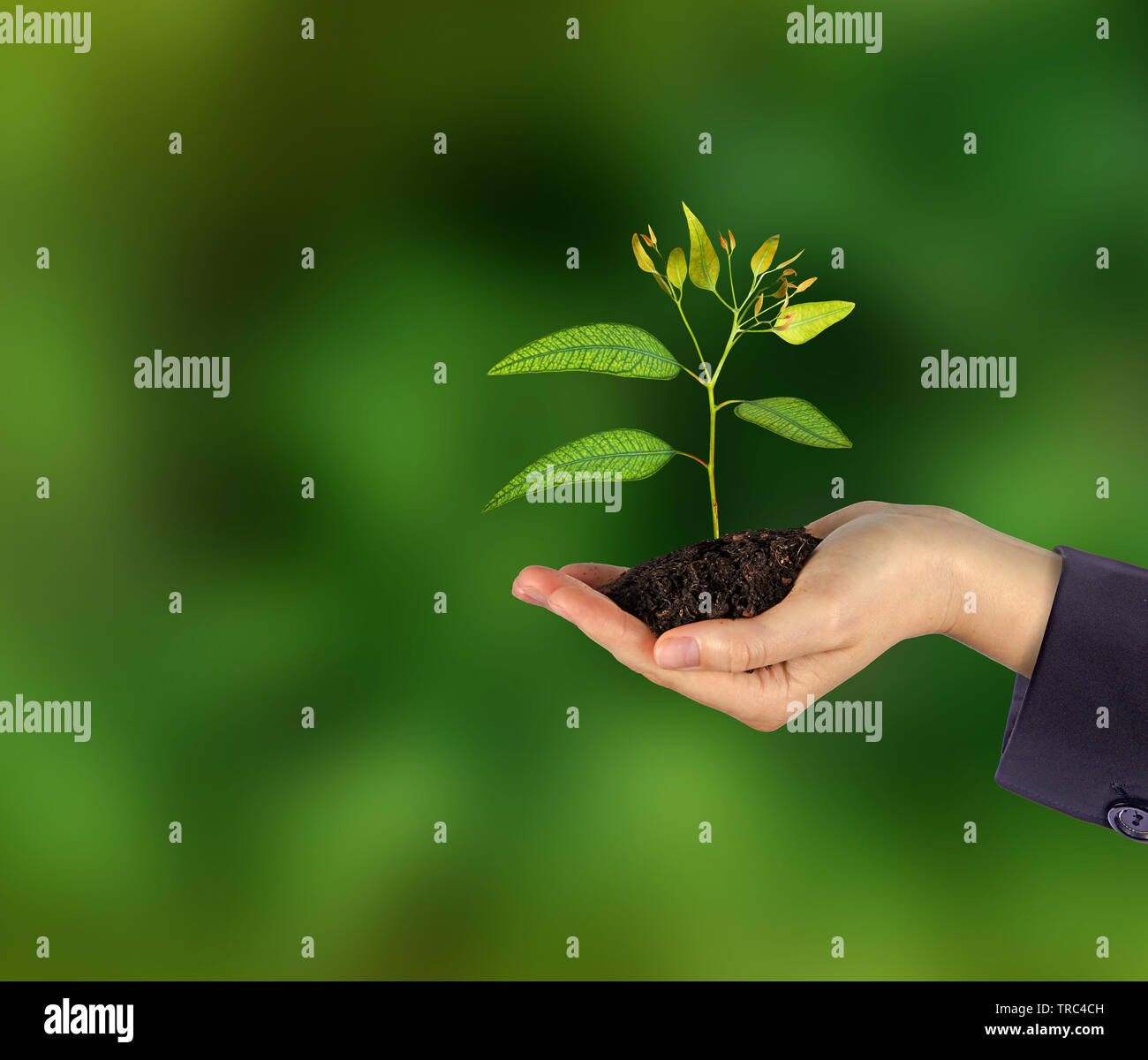 Sapling in hand Stock Photo - Alamy