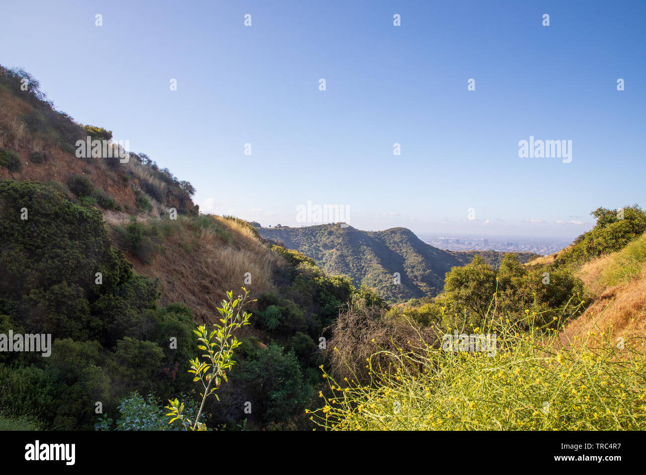 View From Brush Canyon Trail To The Hollywood Sign Stock Photo - Alamy