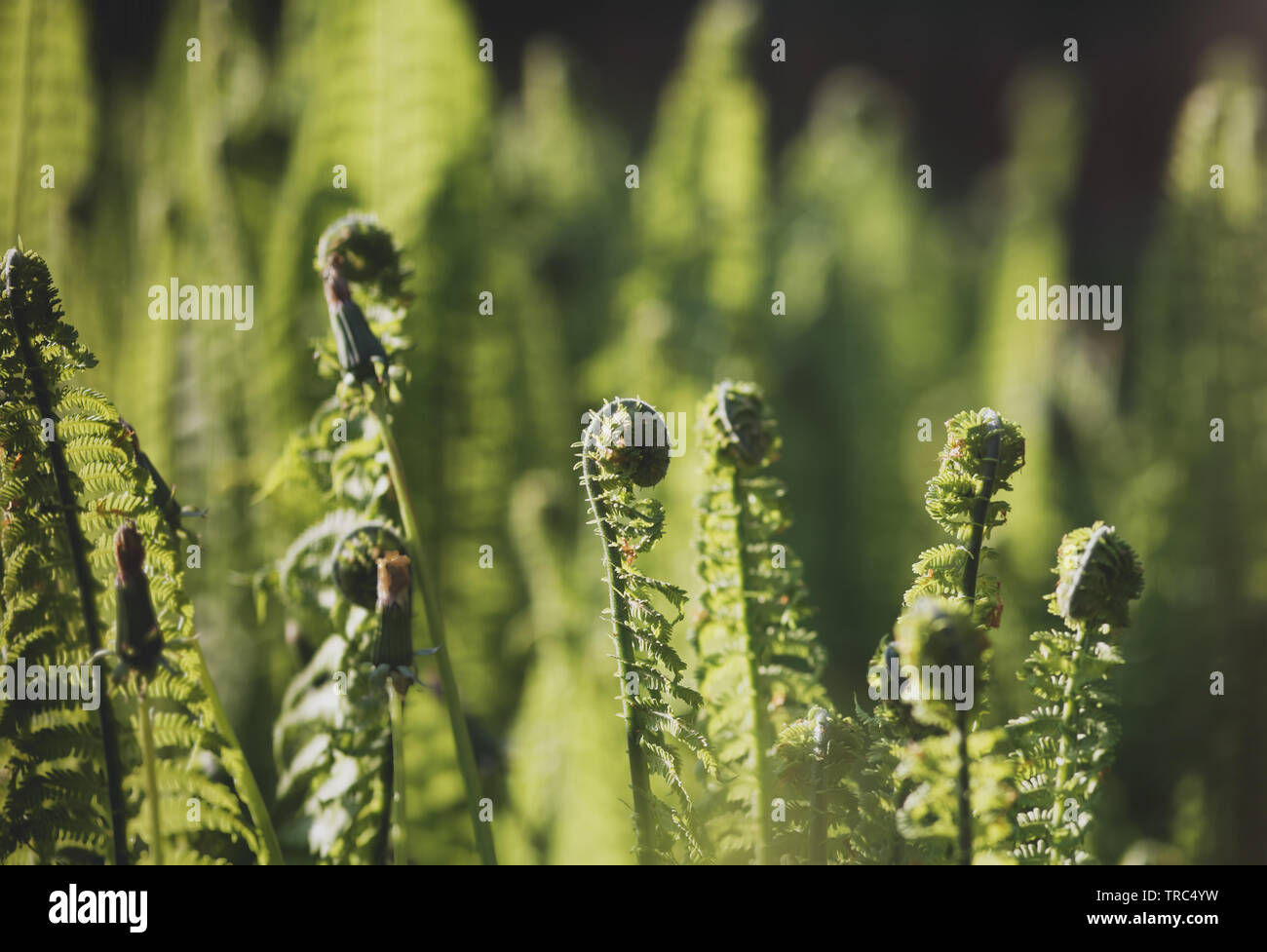 Polypodium vulgare fern plant the common polypody close up Stock Photo ...