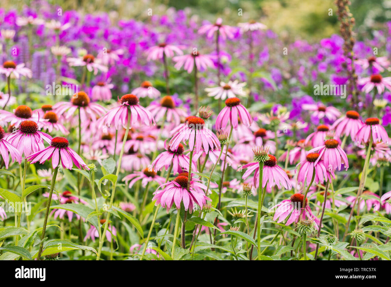 Echinacea spring hi-res stock photography and images - Alamy