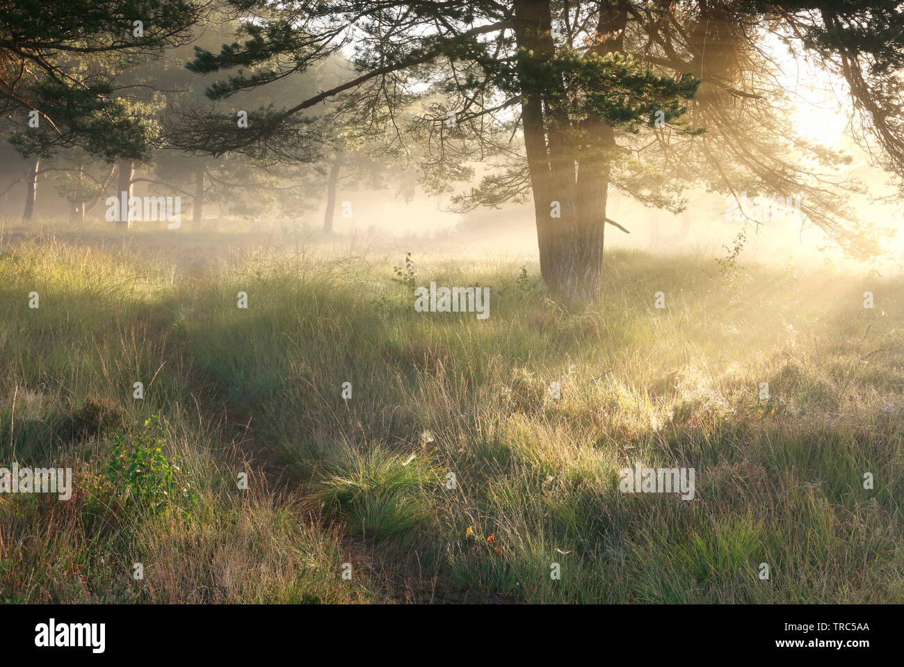 morning sunshine through pine trees over walk path Stock Photo - Alamy