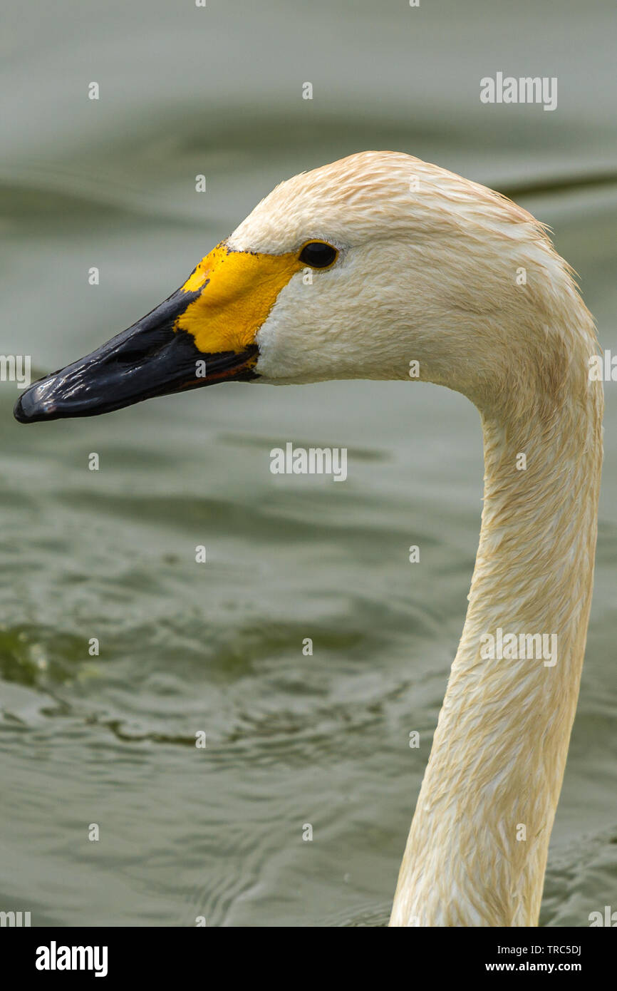 Bewicks swan head hi-res stock photography and images - Alamy