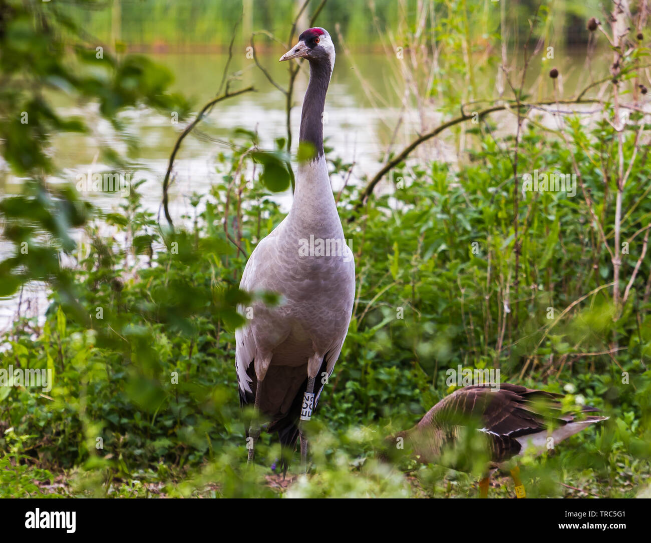 Common Crane at Slimbridge Stock Photo - Alamy