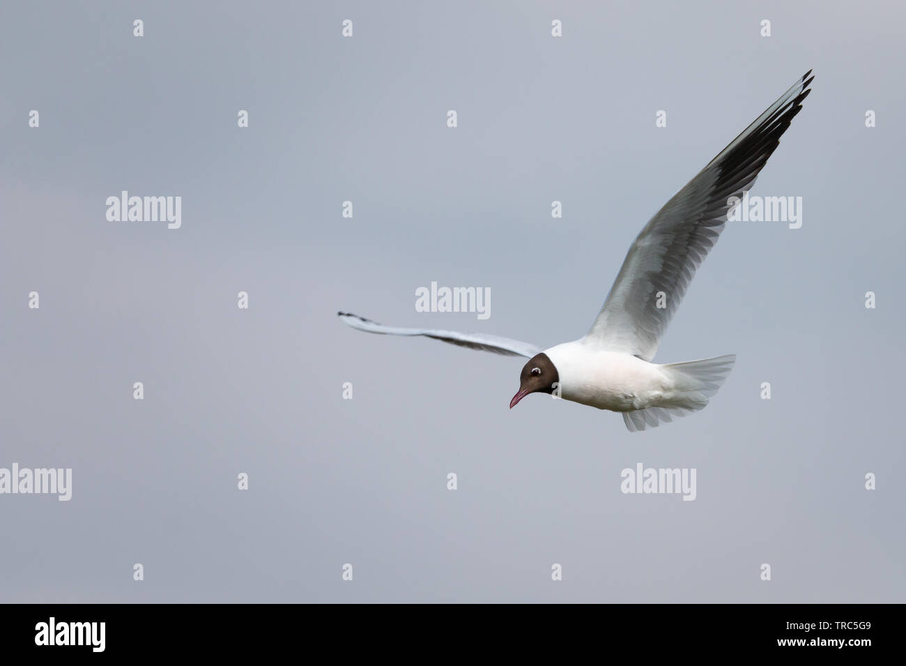 Black headed seagull in his habitat hunting for fish Stock Photo - Alamy