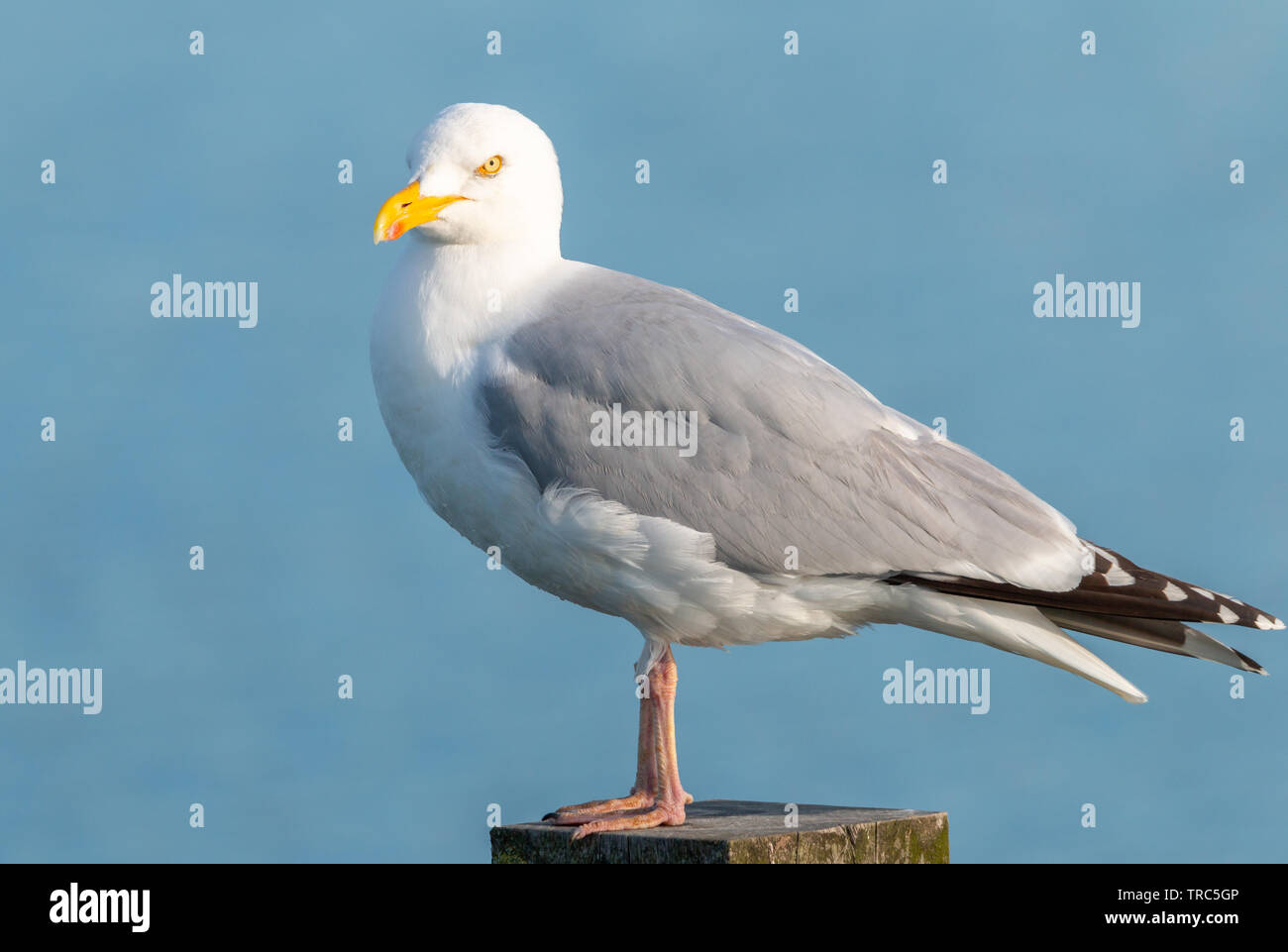 Young black backed gull in flight hi-res stock photography and images ...