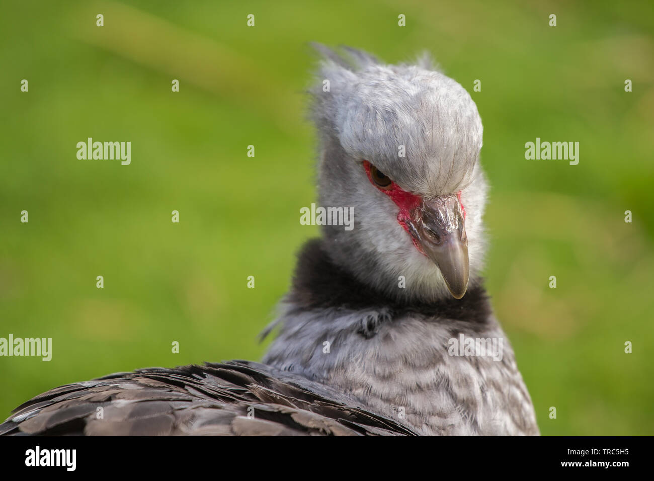 Crested Screamer at Slimbridge Stock Photo - Alamy