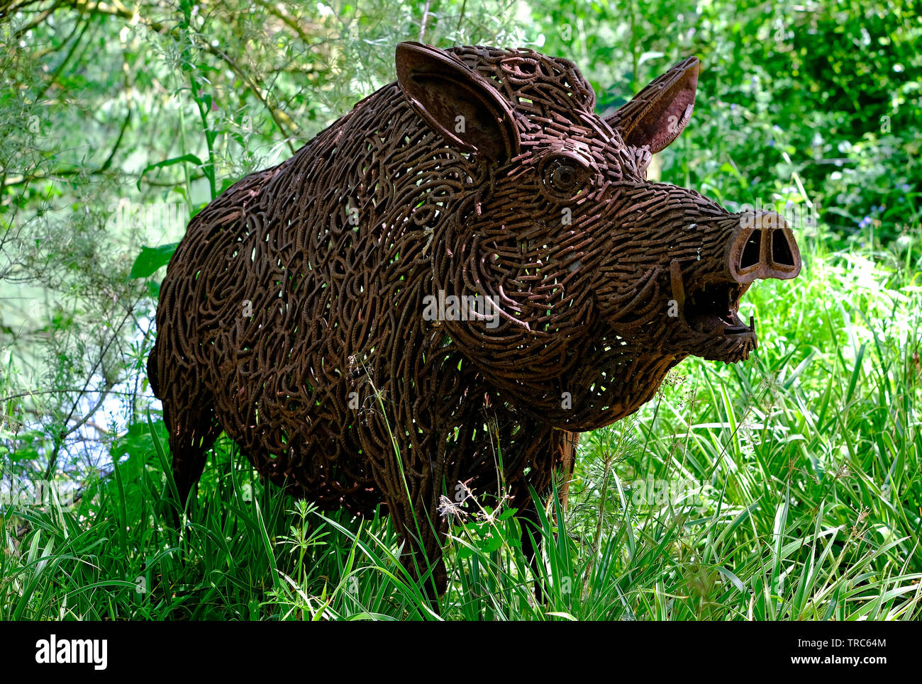 life size metal boar. pensthorpe nature reserve, norfolk, england Stock ...