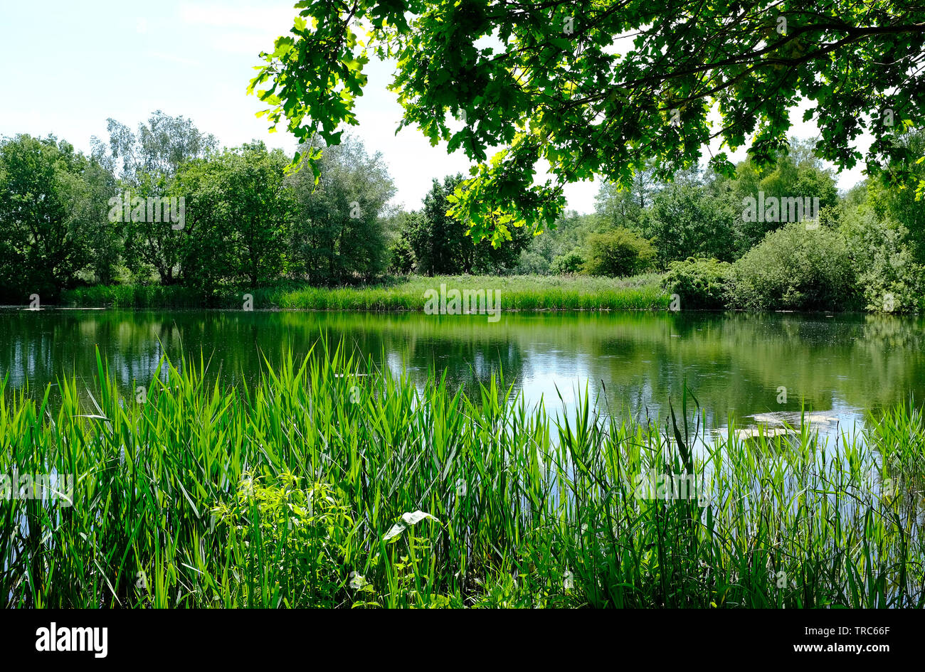 pensthorpe nature reserve, norfolk, england Stock Photo - Alamy
