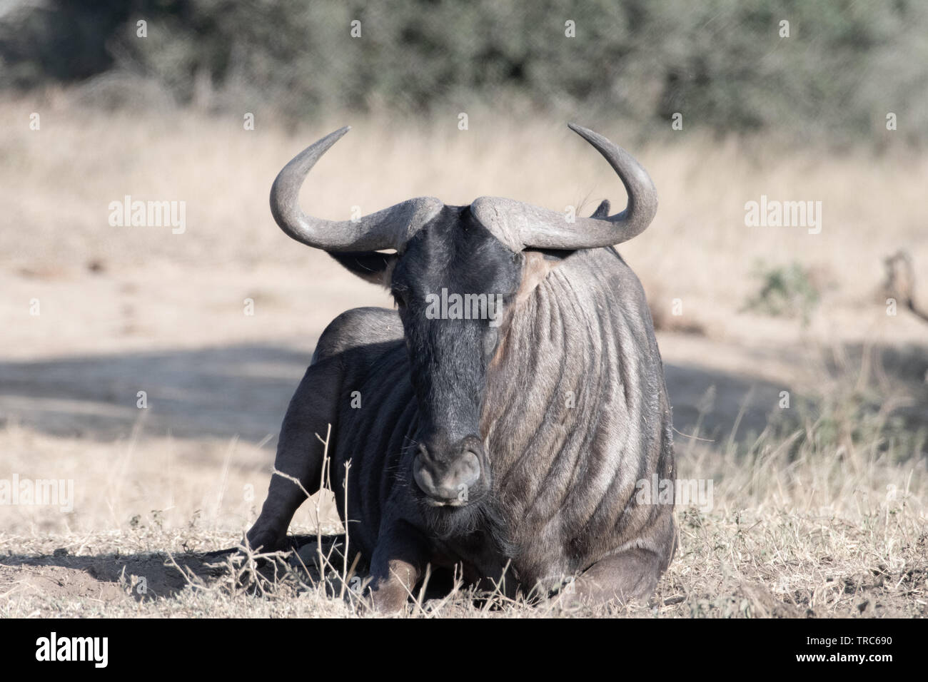 A male Blue Wildebeest resting in open grassland, iMfolozi, South ...