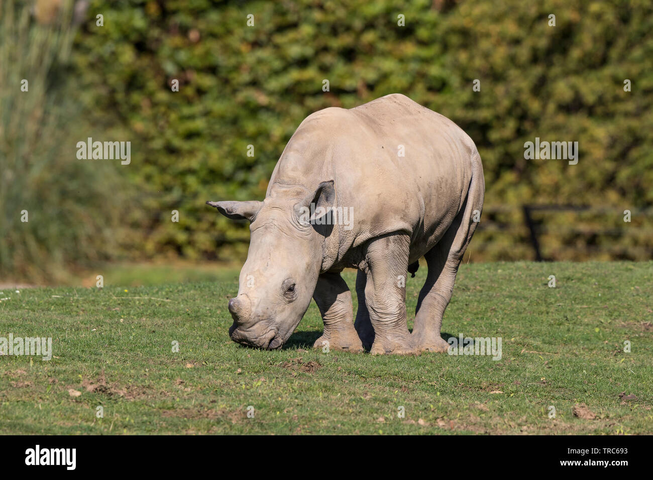 Rhino face hi-res stock photography and images - Alamy