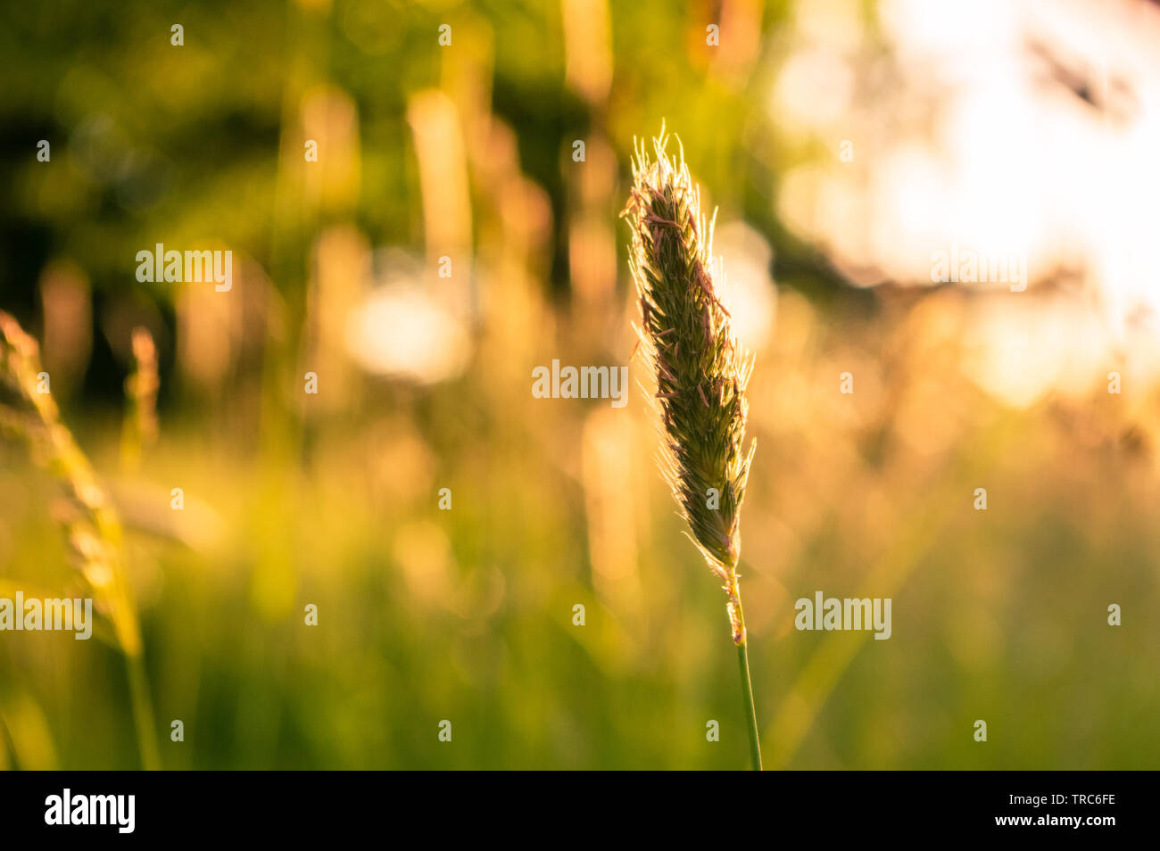 Timothy-grass aka Meadow foxtail in backlight sunlight of golden sunset ...