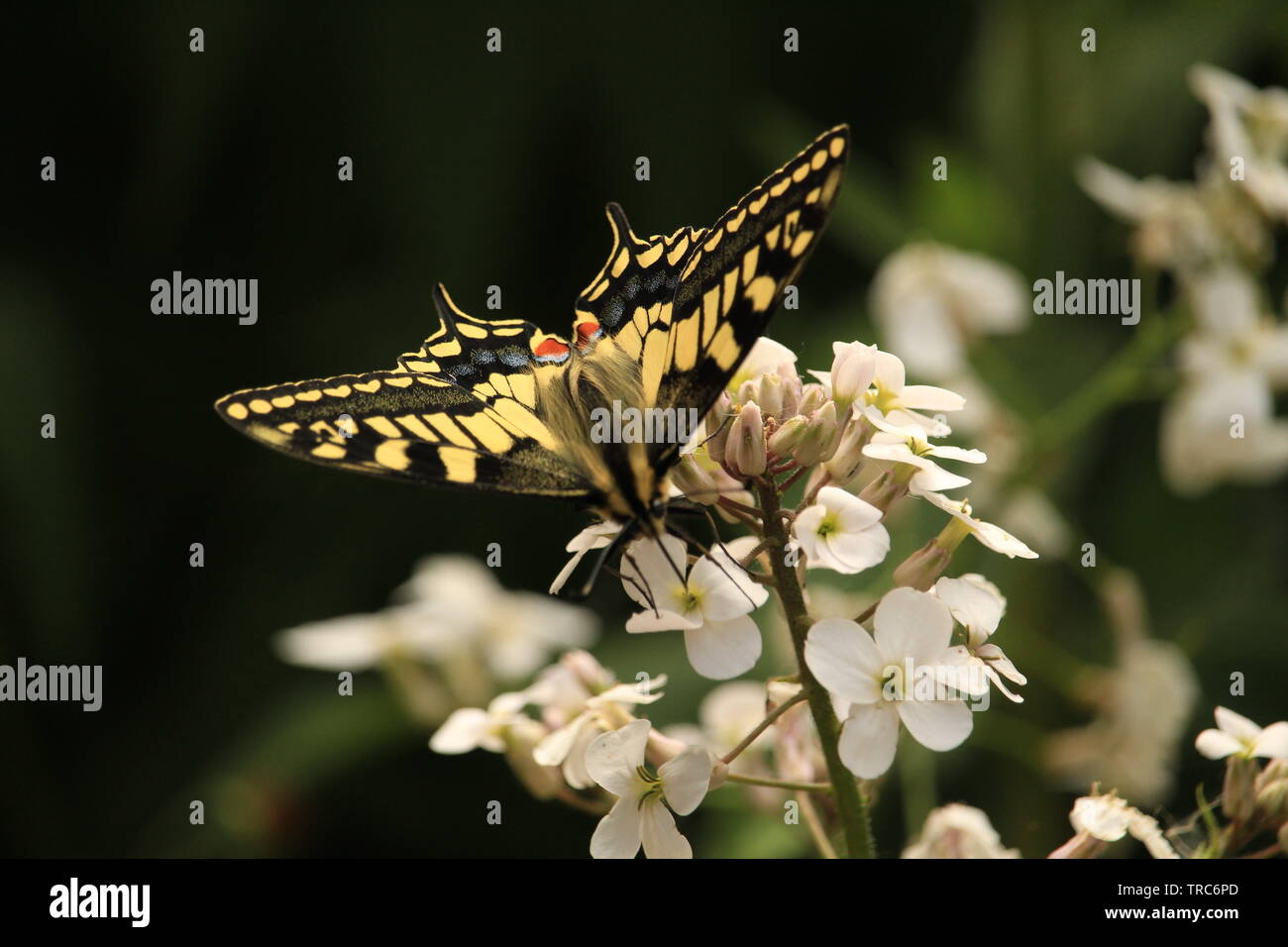 Wild Norfolk - A Close-up of a Swallowtail Butterfly, Papilio machaon ...