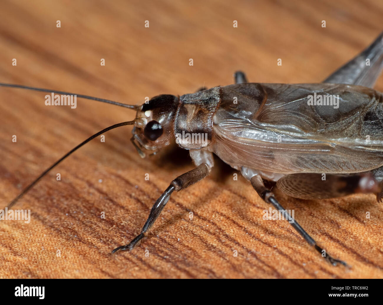 Macro Photography of Cricket on Wooden Floor Stock Photo - Alamy