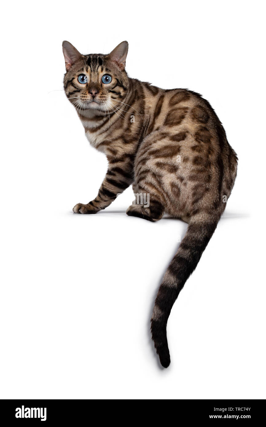 Gorgeous Snow Bengal, sitting backwards. Looking over shoulder at ...