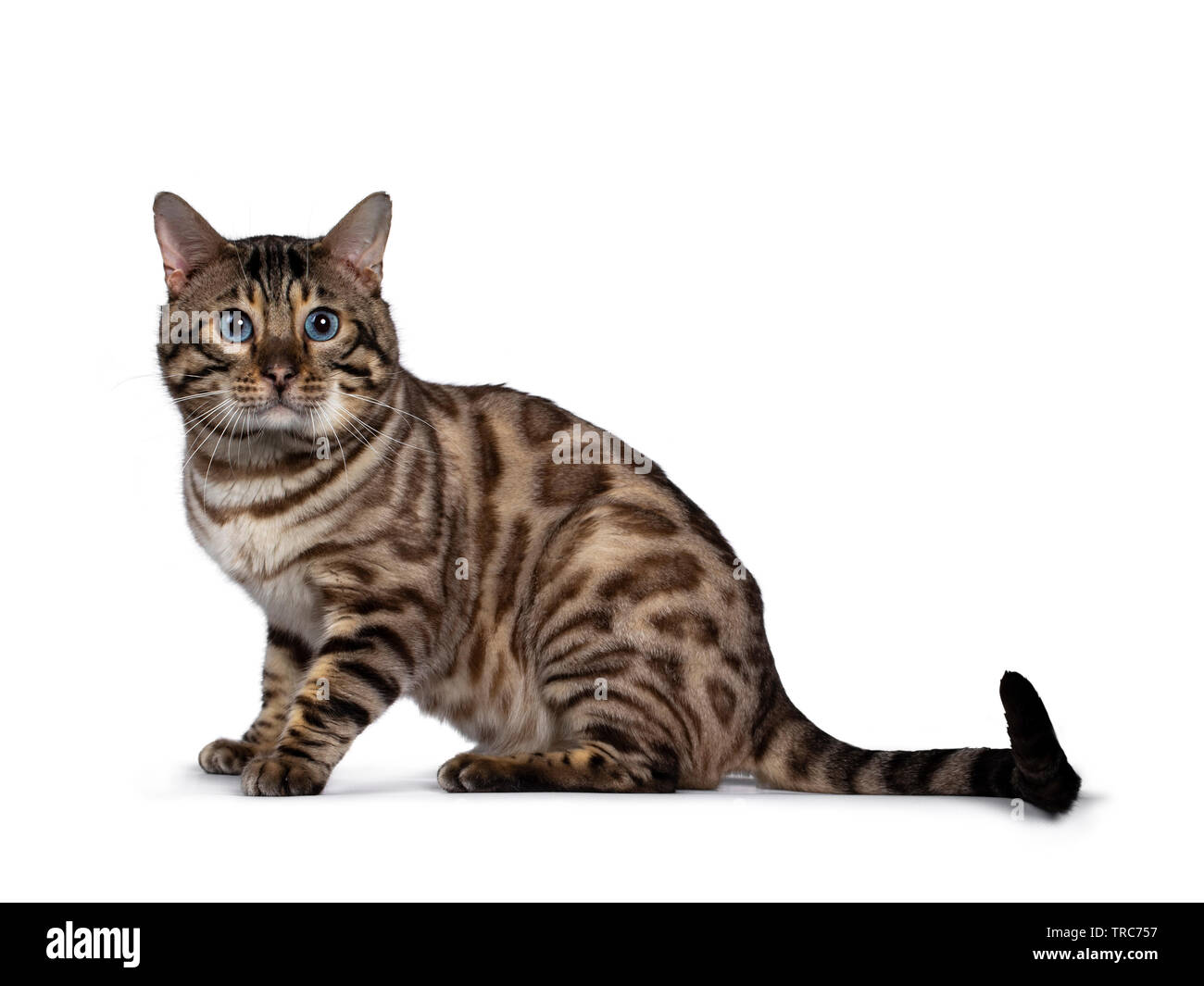 Gorgeous Snow Bengal, sitting side ways. Looking beside camera with ...