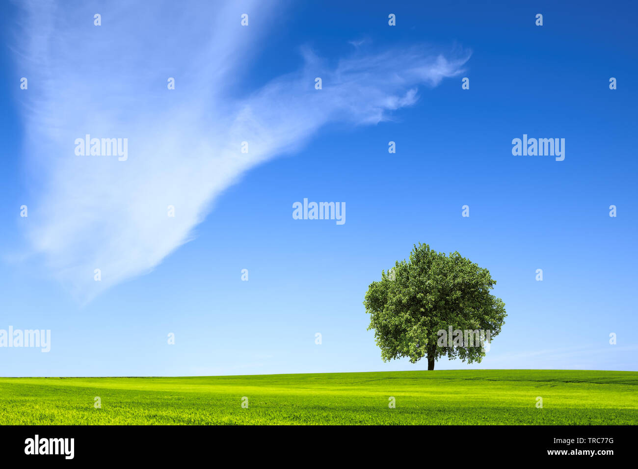 Single tree on the grass field Stock Photo - Alamy