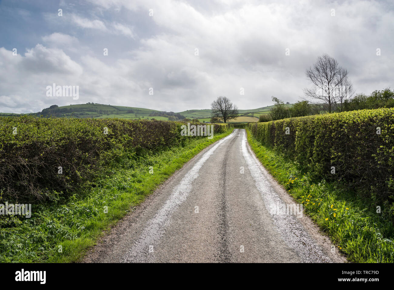 Country lane near Clun in the Shropshire countryside on a beautiful ...