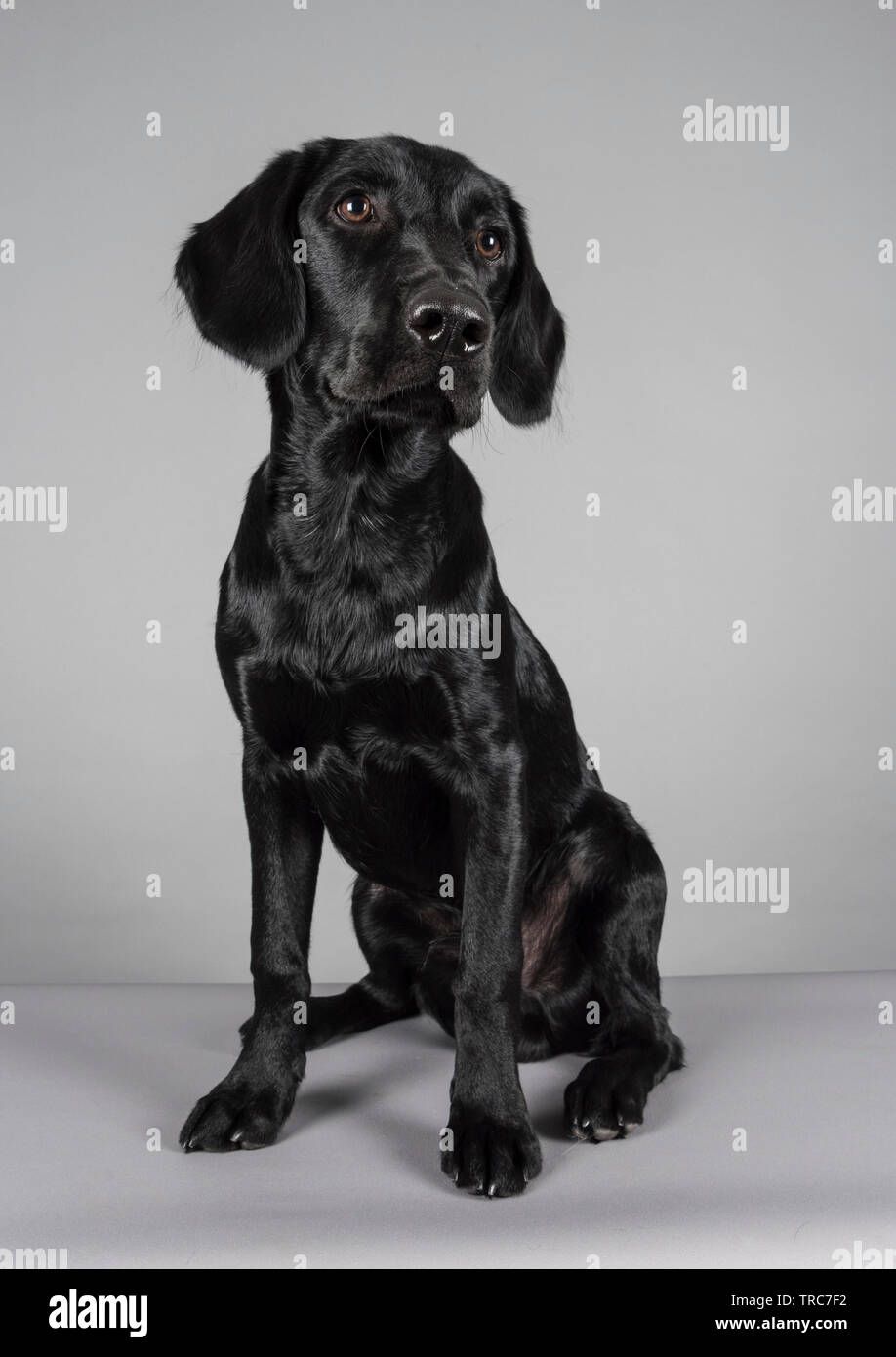 Black lab sitting still hi-res stock photography and images - Alamy