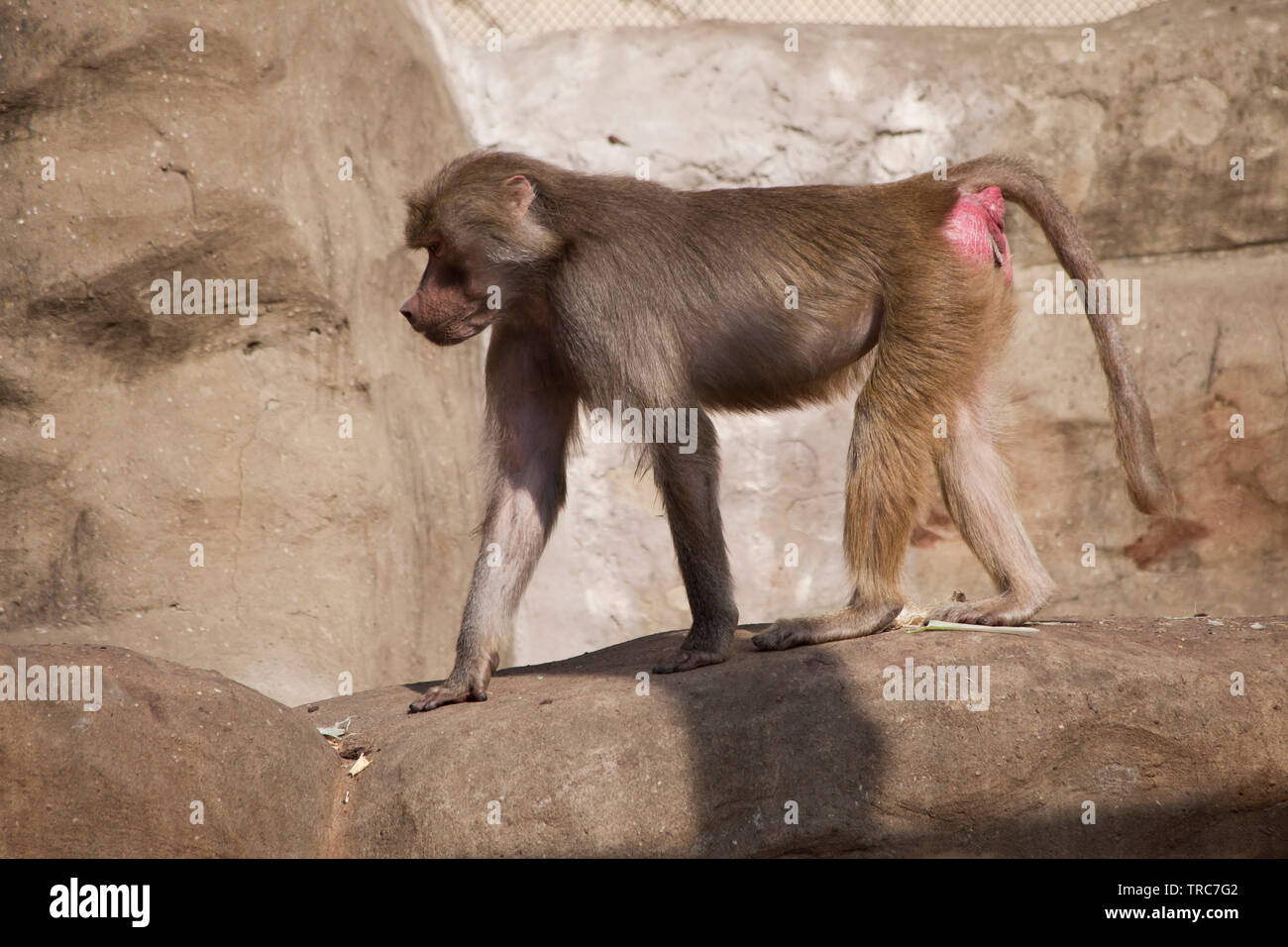 Baboon Mating High Resolution Stock Photography and Images - Alamy