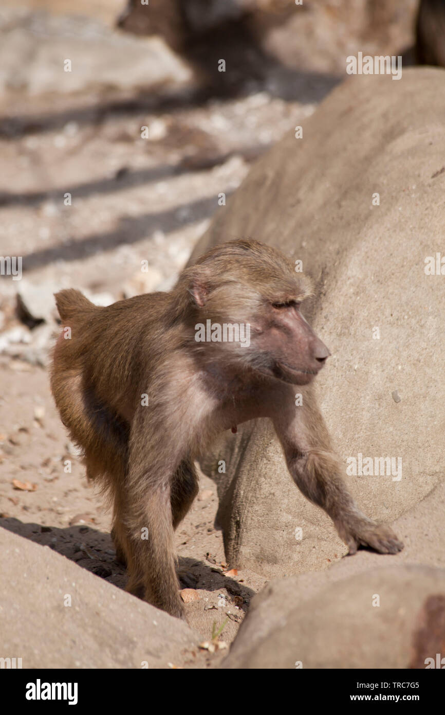Baboon mating hi-res stock photography and images - Alamy