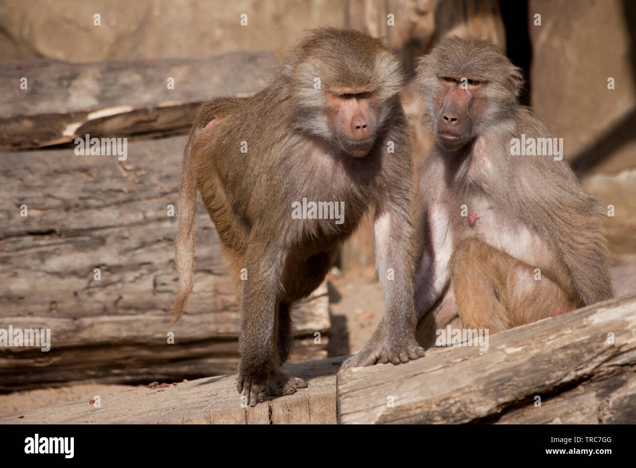 Baboon mating hi-res stock photography and images - Alamy