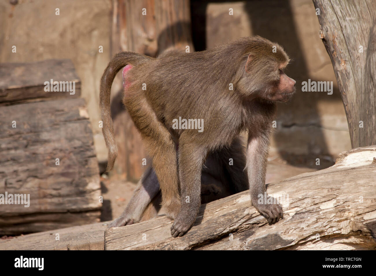 Baboon Monkey on a sunny day Stock Photo - Alamy
