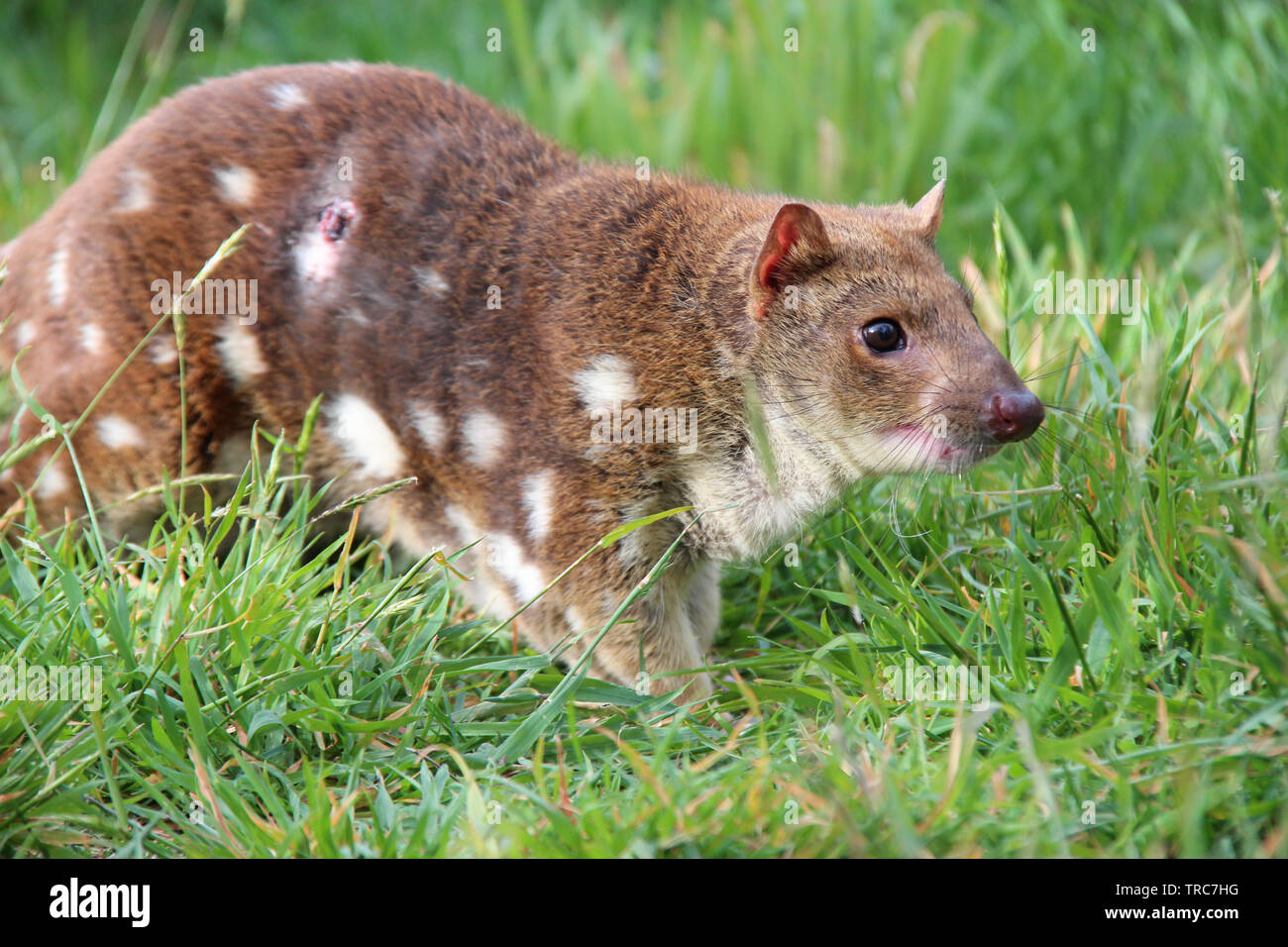 Tiger quoll hi-res stock photography and images - Alamy