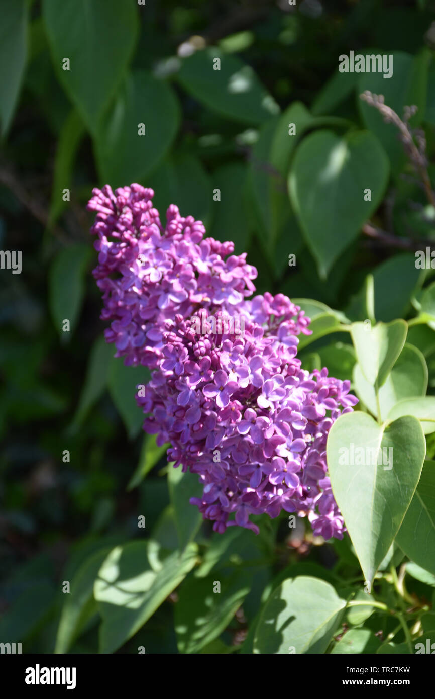 Purple common lilacs flowering in a spring garden Stock Photo - Alamy