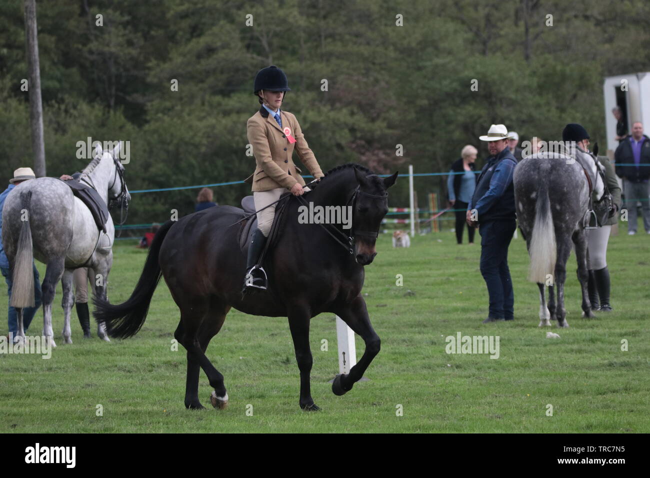 Pontargothi Show 2019 Stock Photo - Alamy
