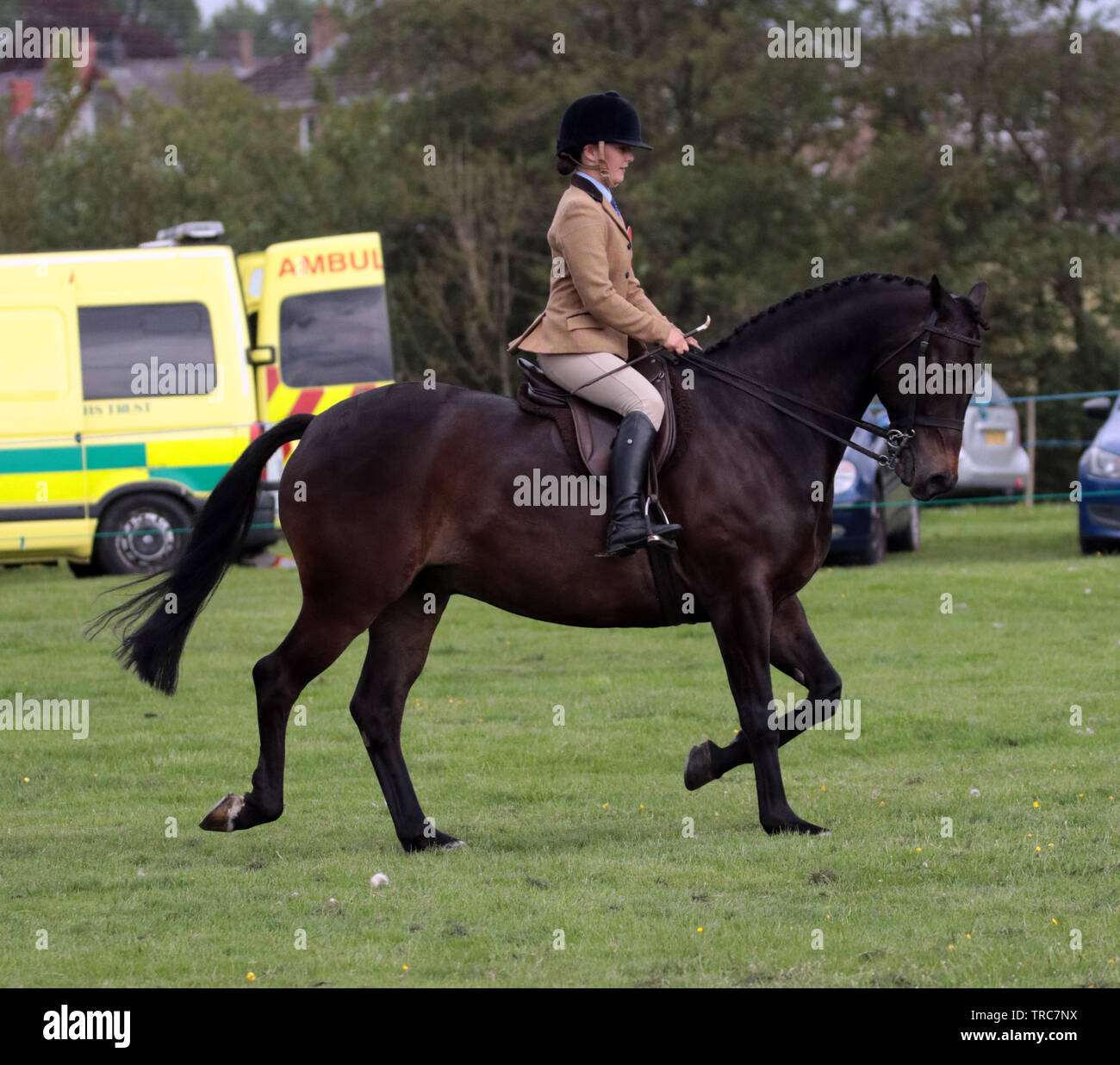 Pontargothi Show 2019 Stock Photo - Alamy