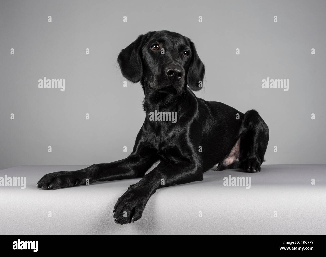 Black Labrador Retriever photographed in the UK Stock Photo - Alamy