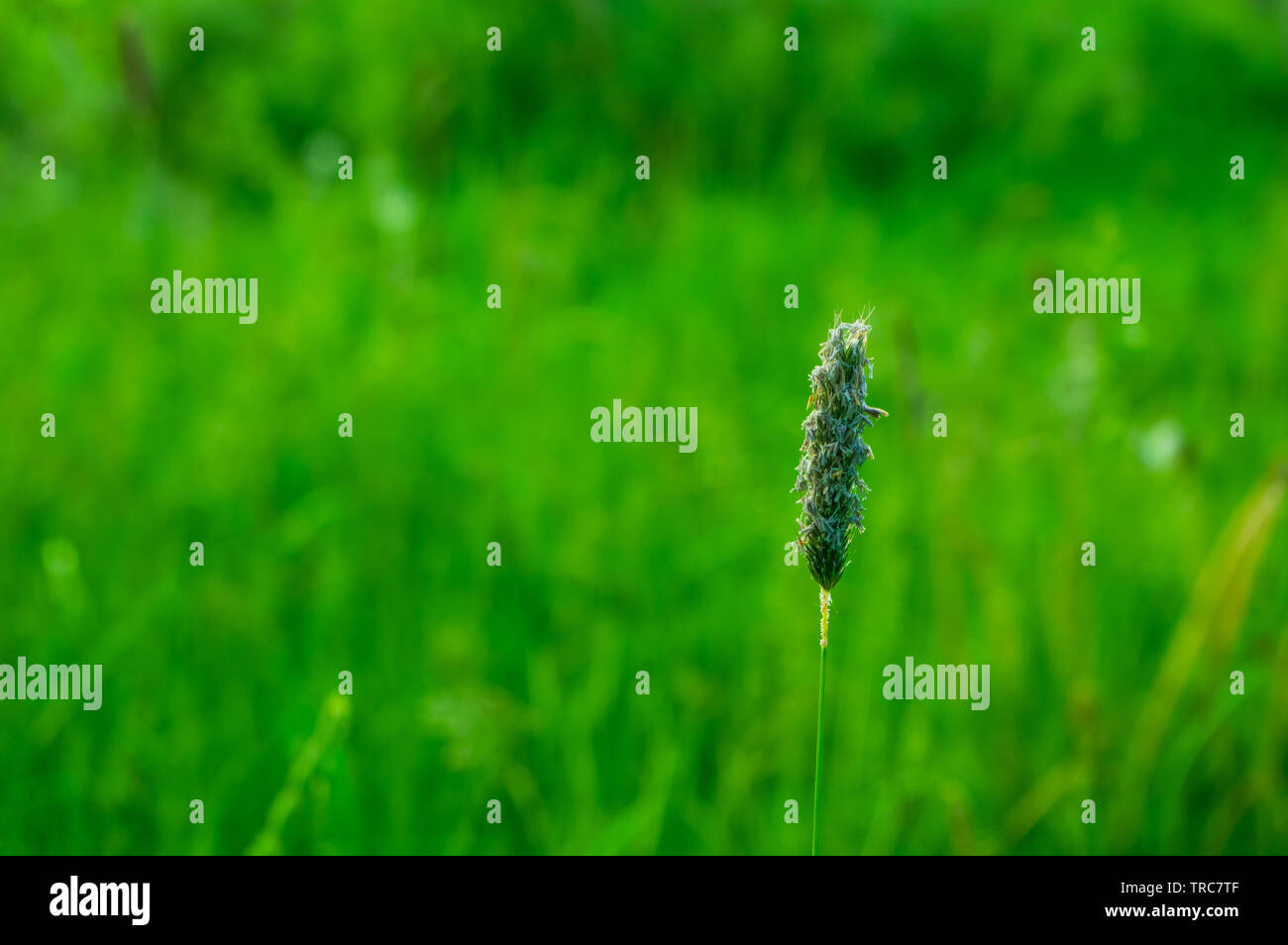 single stalk of Timothy-grass aka Meadow foxtail Stock Photo - Alamy