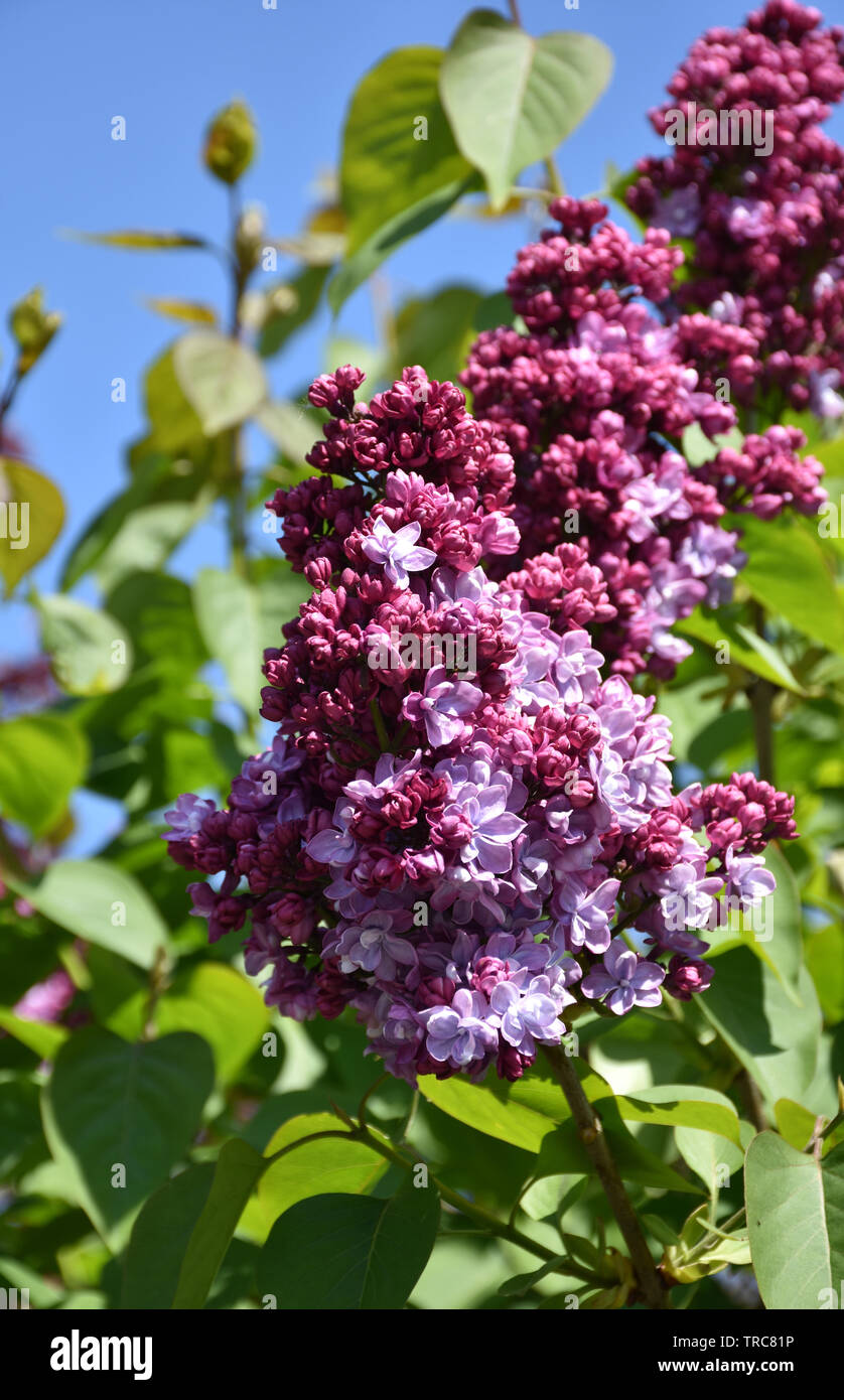 Very pretty purple lilac bush flowering on a spring day Stock Photo - Alamy