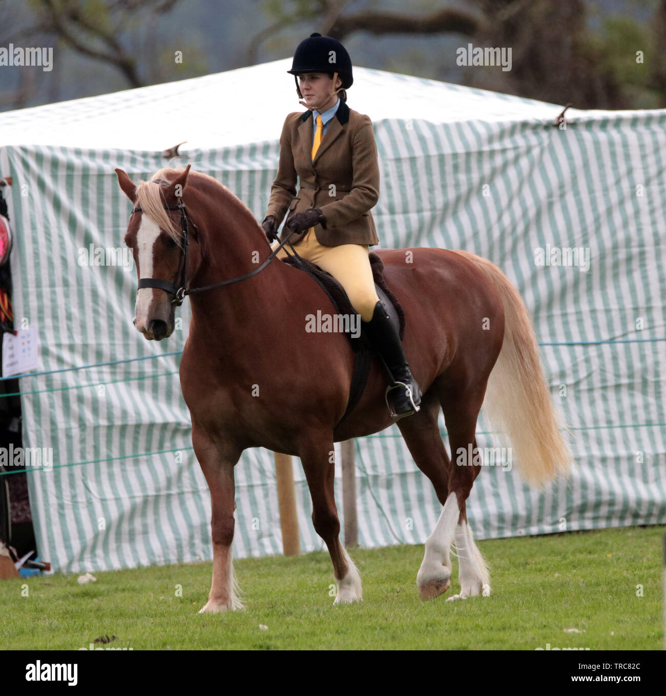 Pontargothi Show 2019 Stock Photo - Alamy