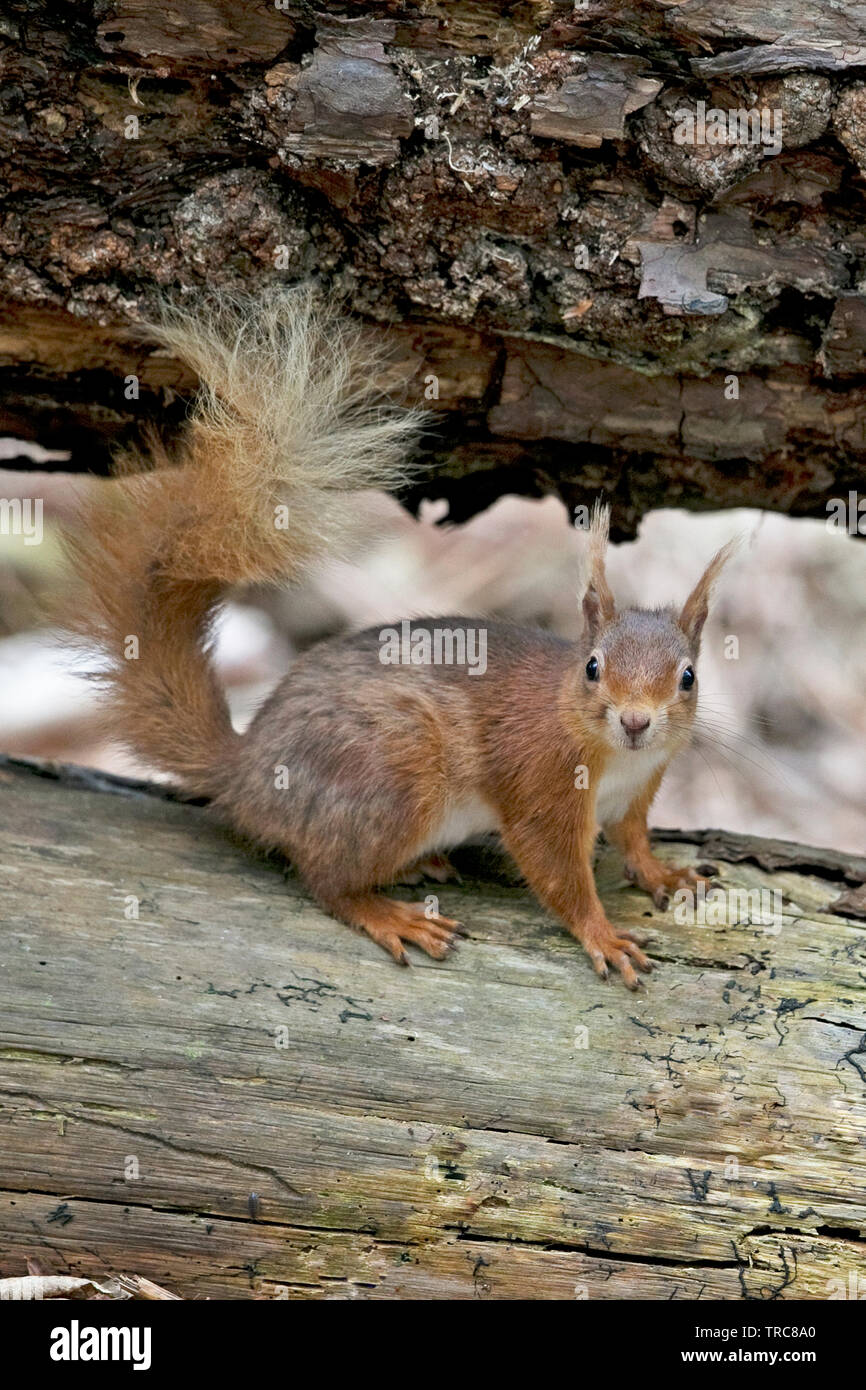 Red Squirrel (Sciurus vulgaris) Brownsea Island Dorset May 2019 Stock ...