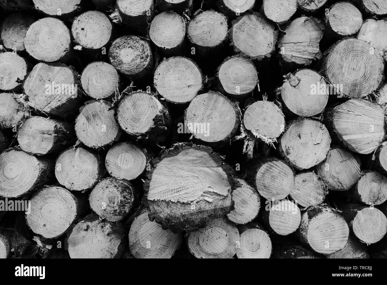 Cross section bark Black and White Stock Photos & Images - Alamy